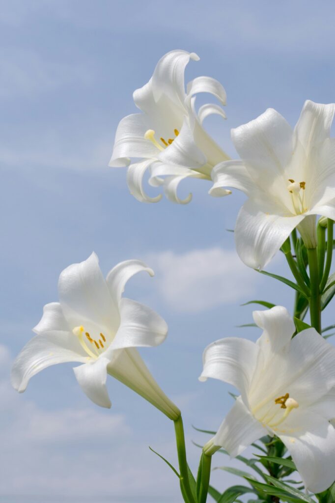 The Hidden Meaning of Lily Bouquets in Romantic Settings - Bloombox 花店 ...